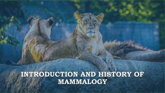 Presentation on Introduction to Zoology.pptx