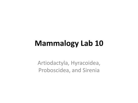 Siphunculata classification | PDF