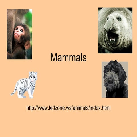 Mammals | PPT