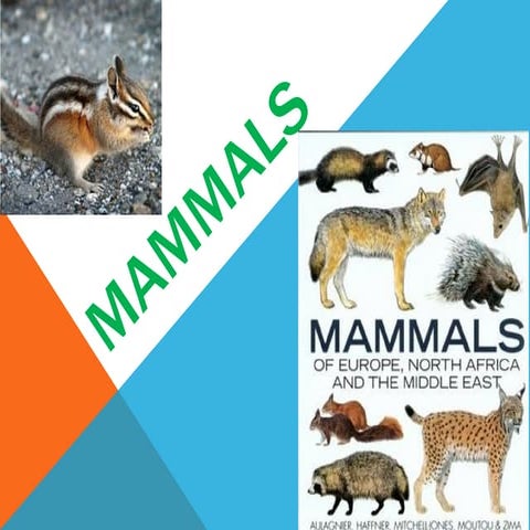 Mammals | PPT