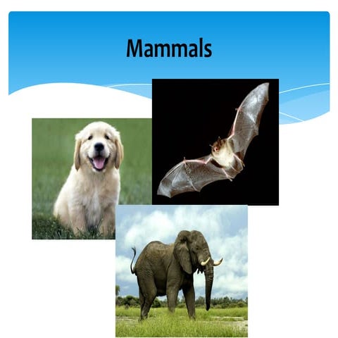Mammals | PPTX