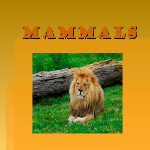 Mammals | PPT
