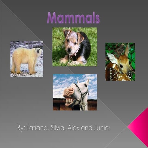 Mammals | PPT