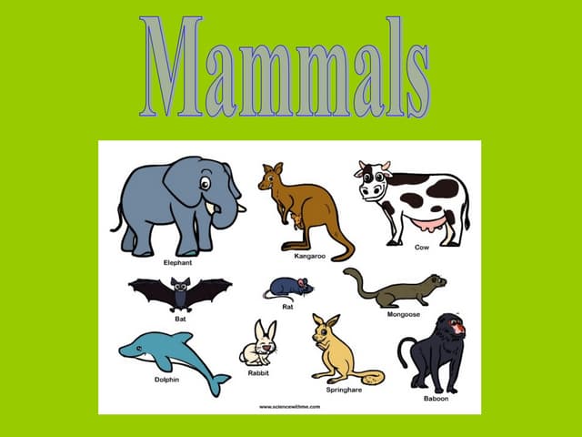 Mammals, birds, fish and amphibians (ScienceandEnglish.com)