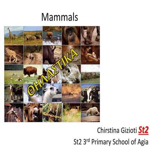 Mammals | PPTX