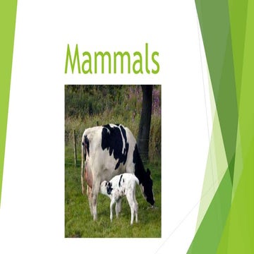 Mammals | PPT