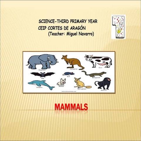 Mammals | PPT