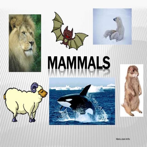 Mammals | PPT