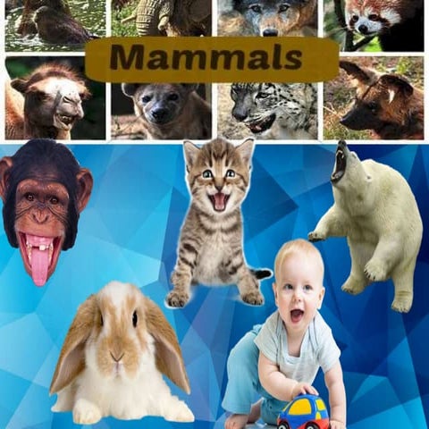 Mammals | PPT
