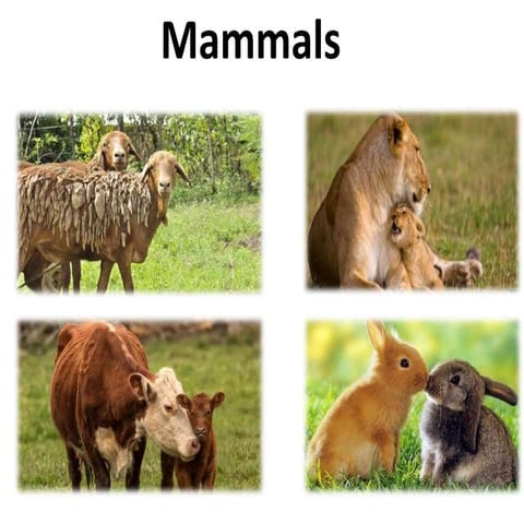 All about Mammals | PPTX