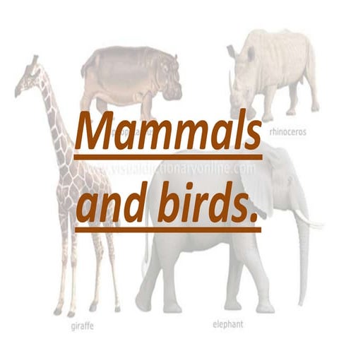 Mammals and birds | PPTX