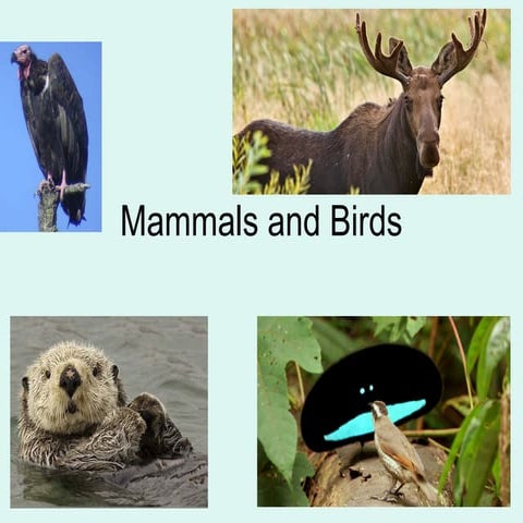 Mammals and birds ppt | PPT