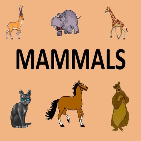 Mammals,birds,fish and amphibians | PPTX