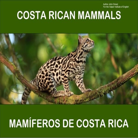 Costa Rican Mammals | PPT