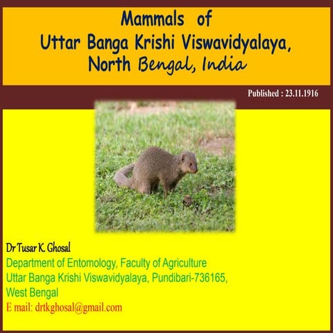 Mammals of ubkv (29 slides) | PPT