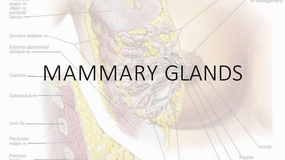 BREAST - ANATOMY AND PHYSIOLOGY.pptx | Biological Sciences | Science