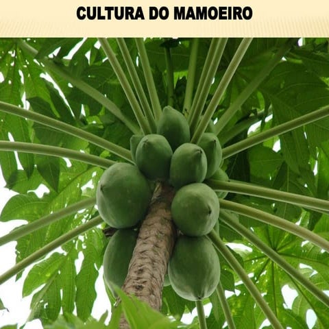 cultura_d_o_mamoeiro_fruticultura_______ | PPTX