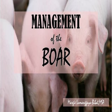 Care and management of baby pigs from birth to weaning | PDF