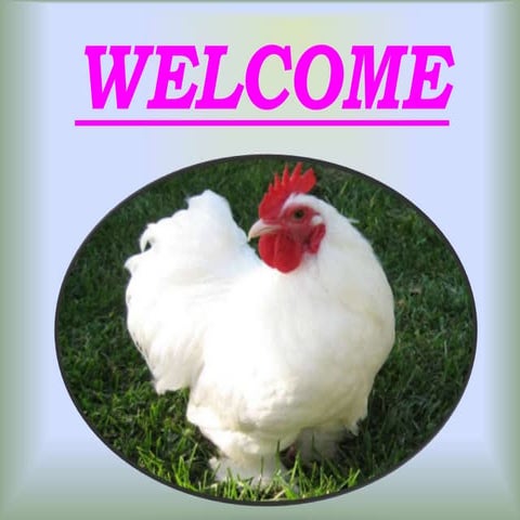 Management of Litter And Cages In Poultry House System.pdf