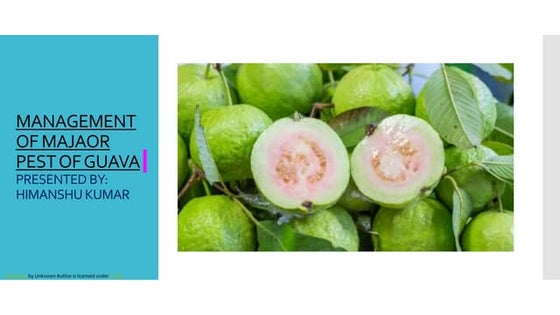 Insect pests of guava and control | PDF
