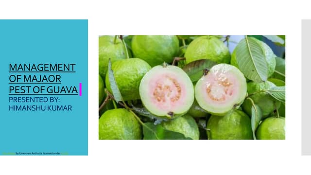 Insect pests of guava and control | PDF