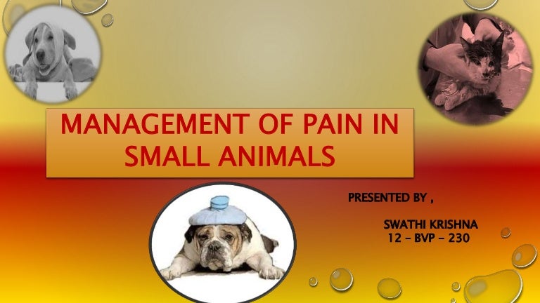 Pain In Animals Definition – Recognizing and Assessing Pain in Animals ...