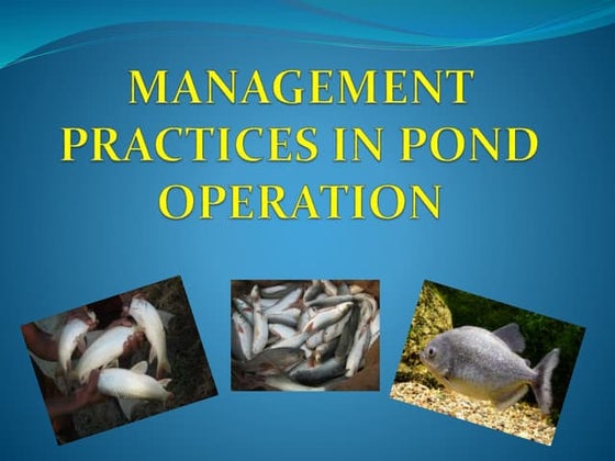 Phases of the fish culture | PPTX | Fish and Aquariums | Pets