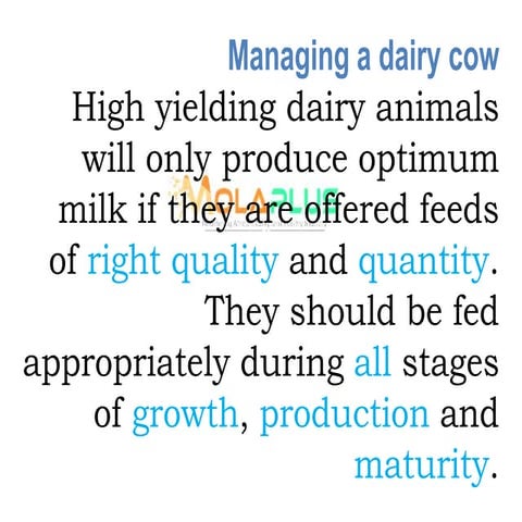Managing a dairy cow | PPTX