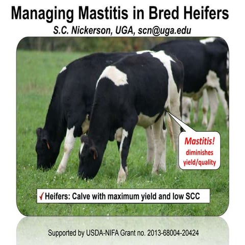 Managing Mastitis in Bred Heifers | PPTX