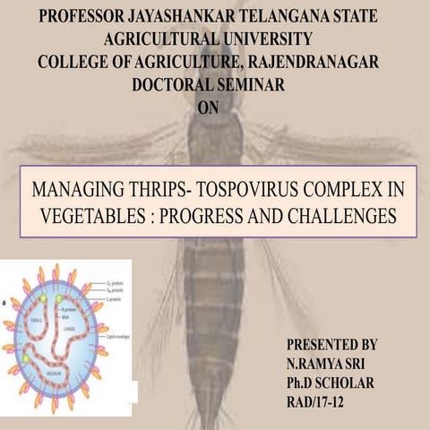 Managing thrips tospovirus complex in vegetables | PPT