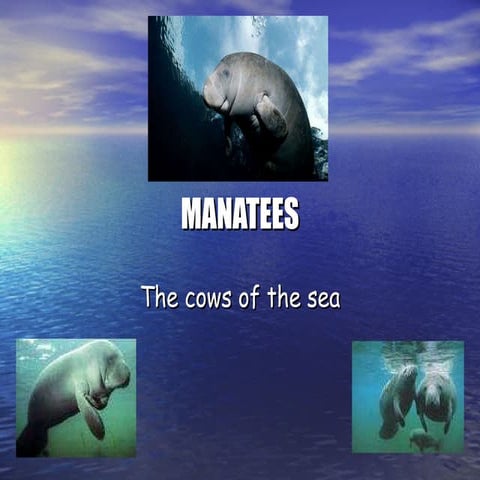 Manatees | PPT | Zoos & Aquariums | Attractions