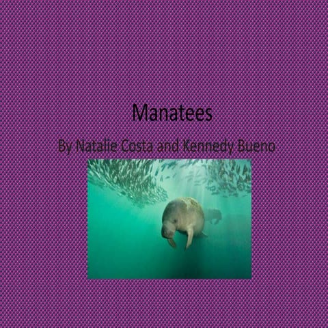 Manatees 1 | PPTX