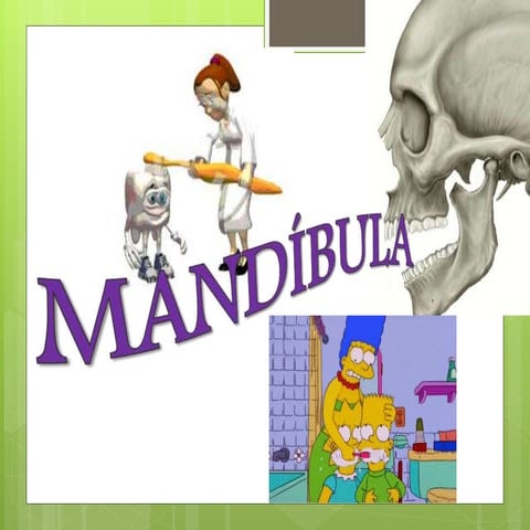 Mandíbula | PPTX