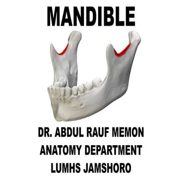 Mandible and Hyoid Bones gross features.pptx