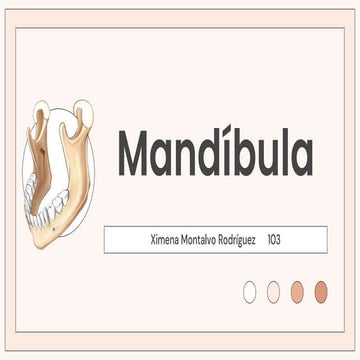exposición de la mandíbula, anatomía humana 1 | PPTX