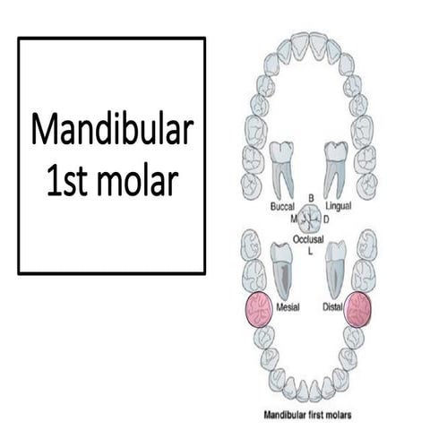 Upper First Molar | PPT