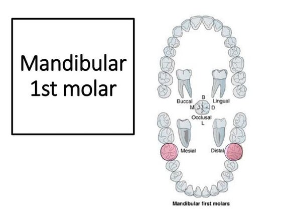 The Permanent Maxillary First Molar | PPT