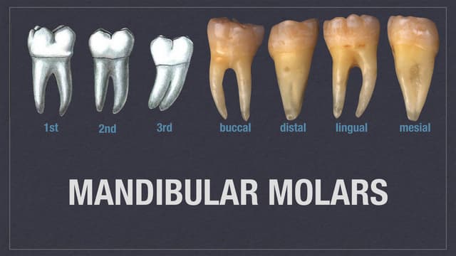 Maxillary second molar | PPTX