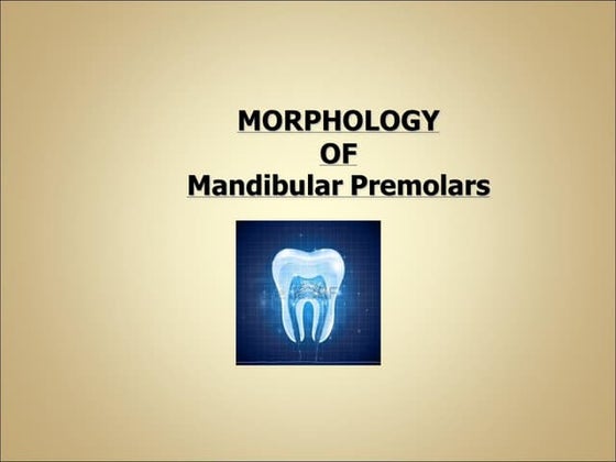 Primary Mandibular 1st Molar The Permanent Mandibular Molars (Dental