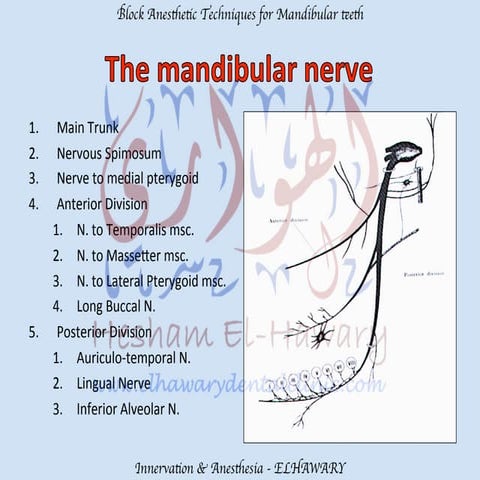 Mandibular anesthetic techniques | PDF