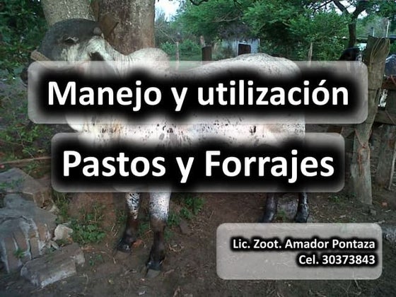 utilizacion eficiente de los forrages | DOC | Agriculture | Industries
