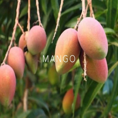 Mango | PDF