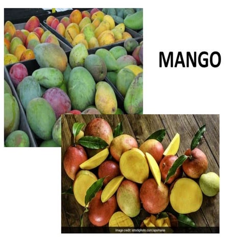 Mango crop description uses production | PPT