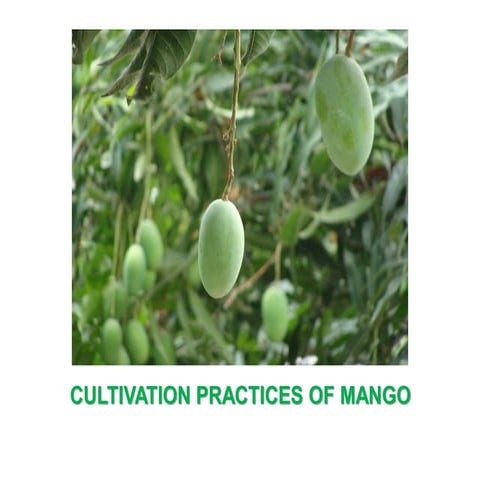 Mango cultivation practices | PPTX