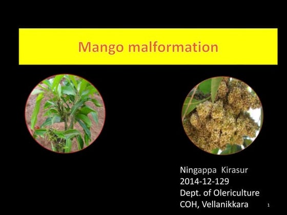MANGO- MAJOR PROBLEMS | PDF | Gardening | Home & Garden