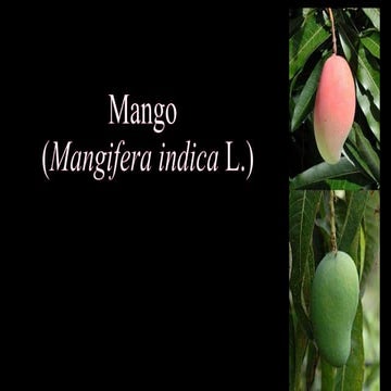 Cultivation of Mango | PPTX