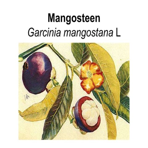 Mangosteen | PPT