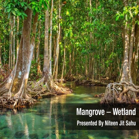 Mangrove.pptx