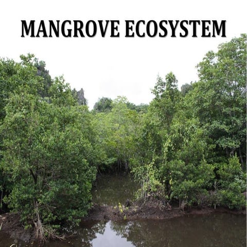 Field Guide to Phil. Mangroves.pdf