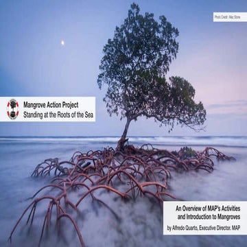 Mangrove Action Project Presentation | PDF